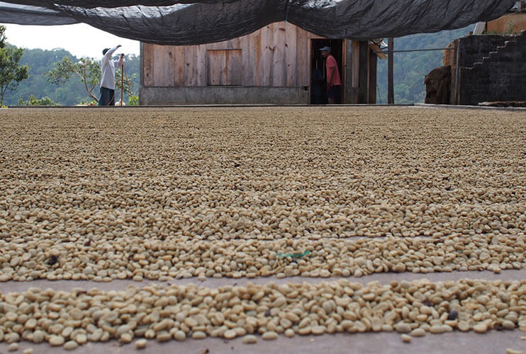 How to Buy the Perfect Coffee for You | Understanding processing ...